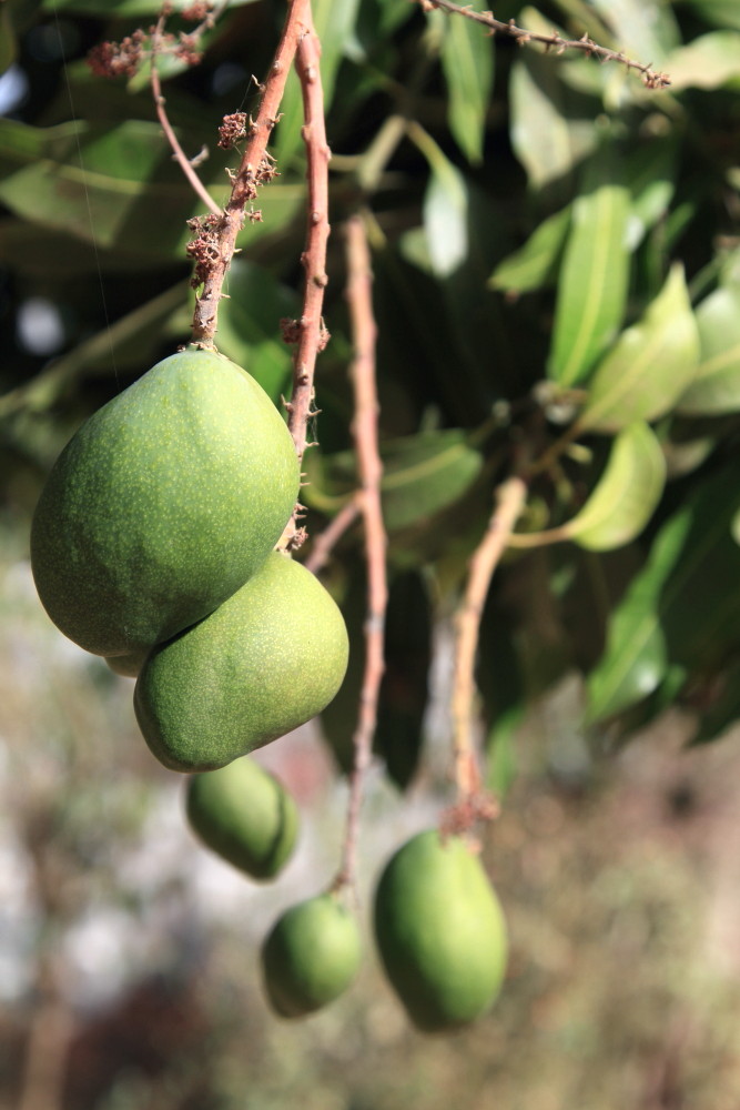 Mango tree, Lake Tana | Syder Travel